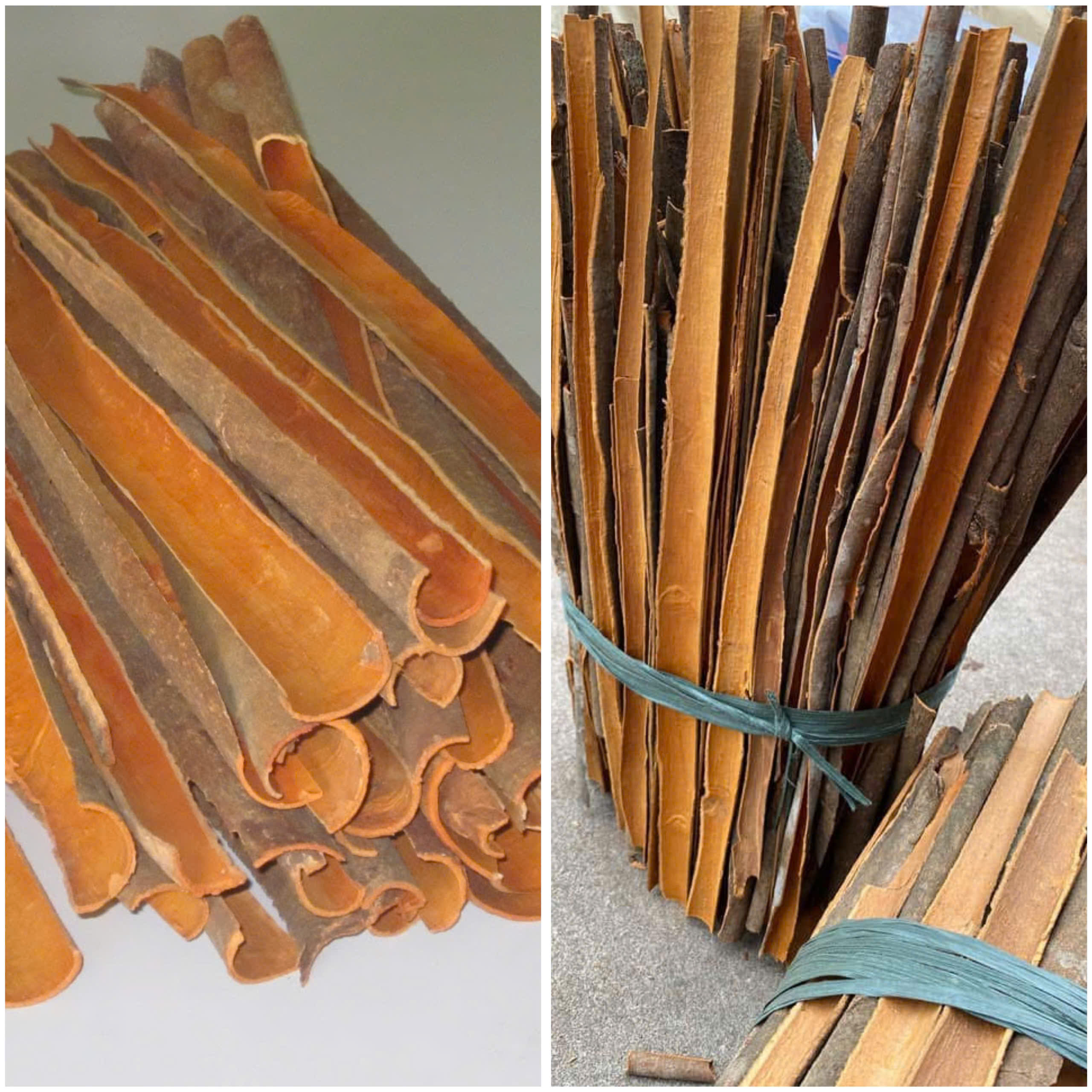 Split Cassia – VINDYA TRADING CO.,LTD